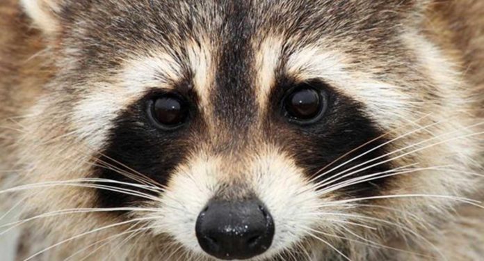 DHEC, otro mapache rabioso localizado en Charleston esta semana