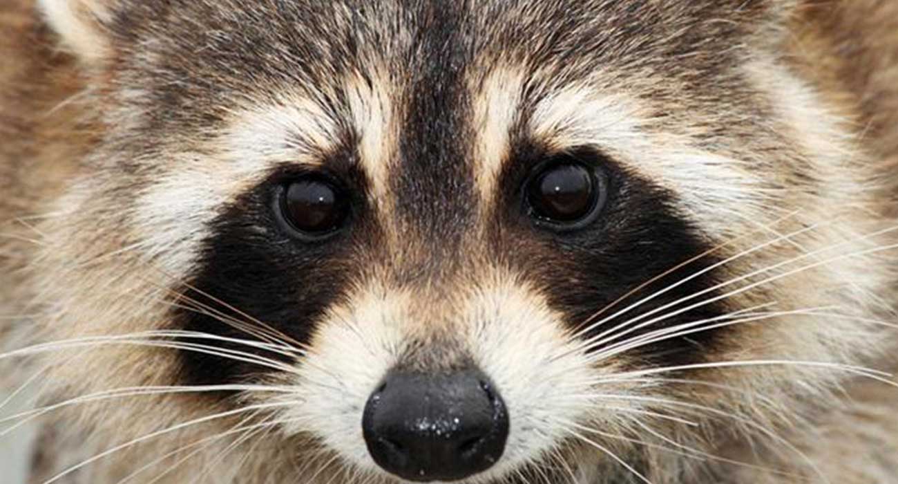 DHEC, otro mapache rabioso localizado en Charleston esta semana